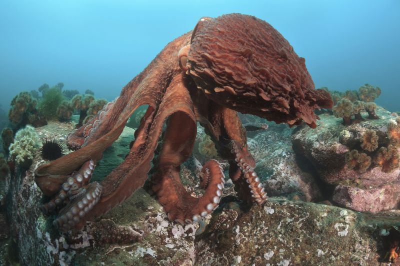 Intelligente Tiere: 5 Tierarten, die schlauer sind, als man denkt ...